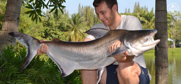 Poisson Chat Géant du Chao Phraya / Chao Phraya Giant Catfish – Pêcher ...